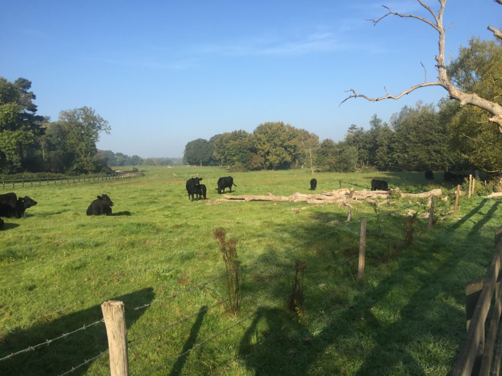 Supply Partnership with Anglia Farmers - Wroxham Home Farms